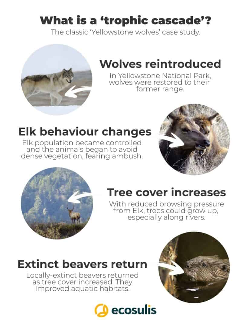 Rewilding Explained - Trophic Cascades & Landscapes of Fear